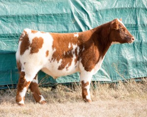 Club Calves – Rockfalls Ranch