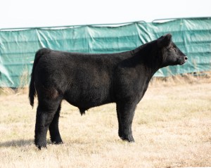 Club Calves – Rockfalls Ranch