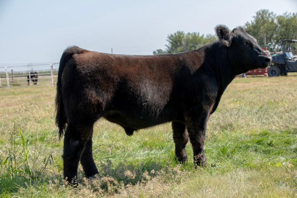 Club Calves – Rockfalls Ranch