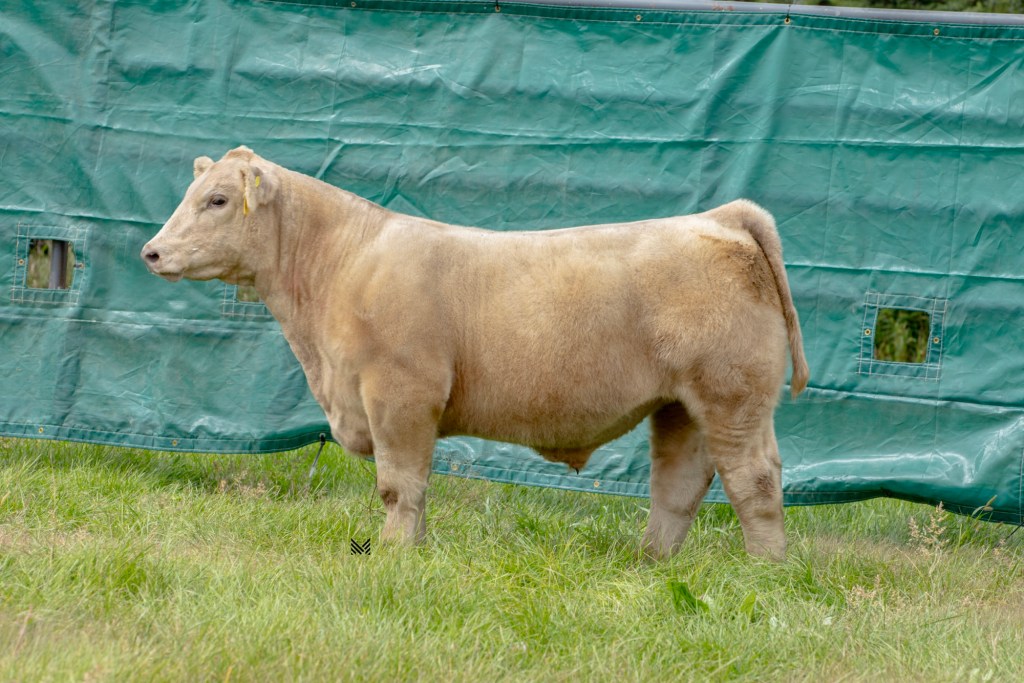 Club Calves – Rockfalls Ranch