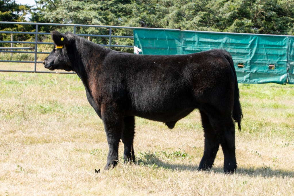 Club Calves – Rockfalls Ranch